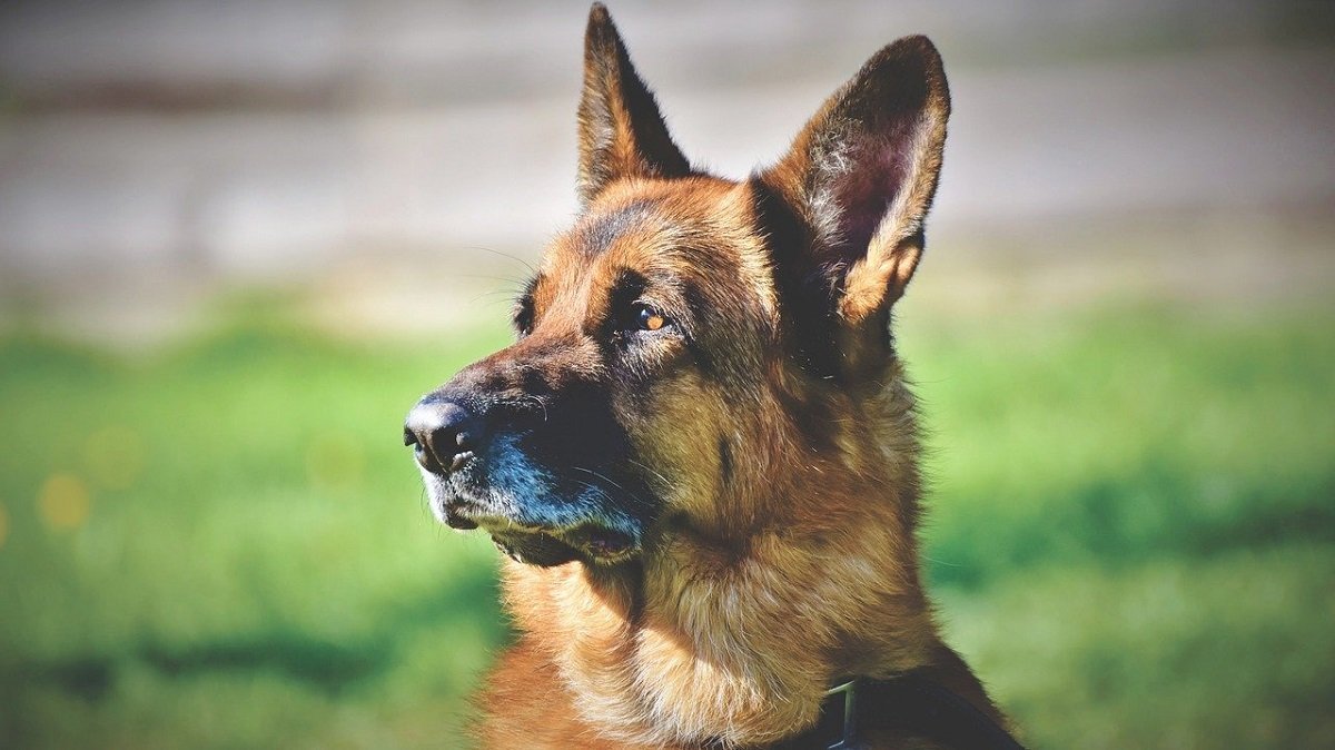 Chien de berger : caractère, éducation et alimentation