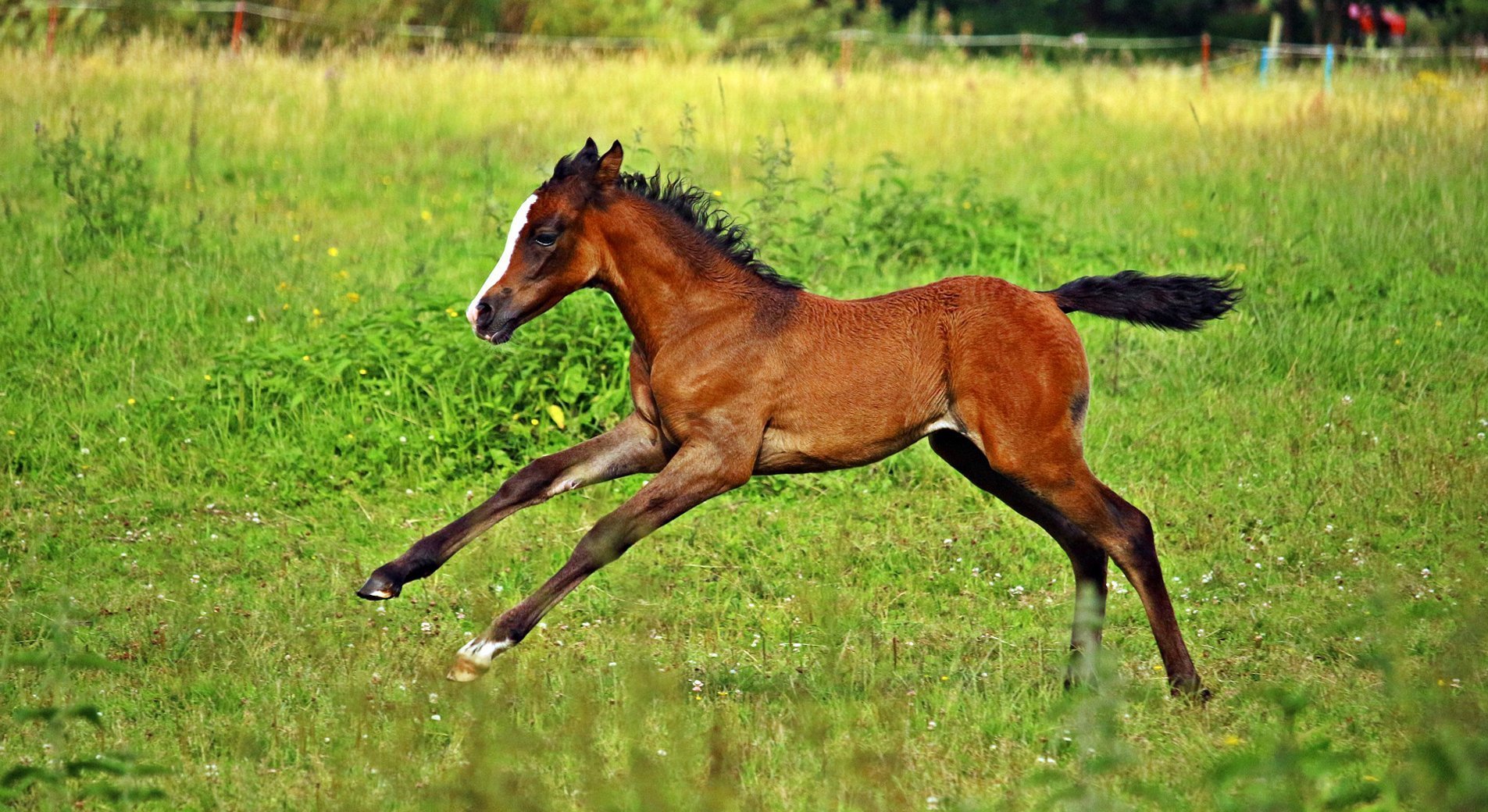 Sevrage du poulain comment sevrer ? Quelle alimentation