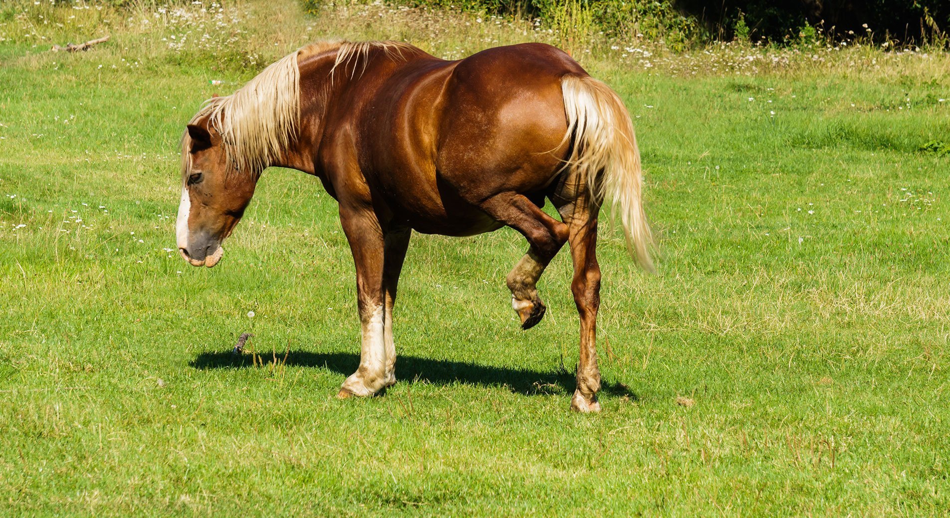 Shivering chez le cheval : comment le reconnaître ? Que faire